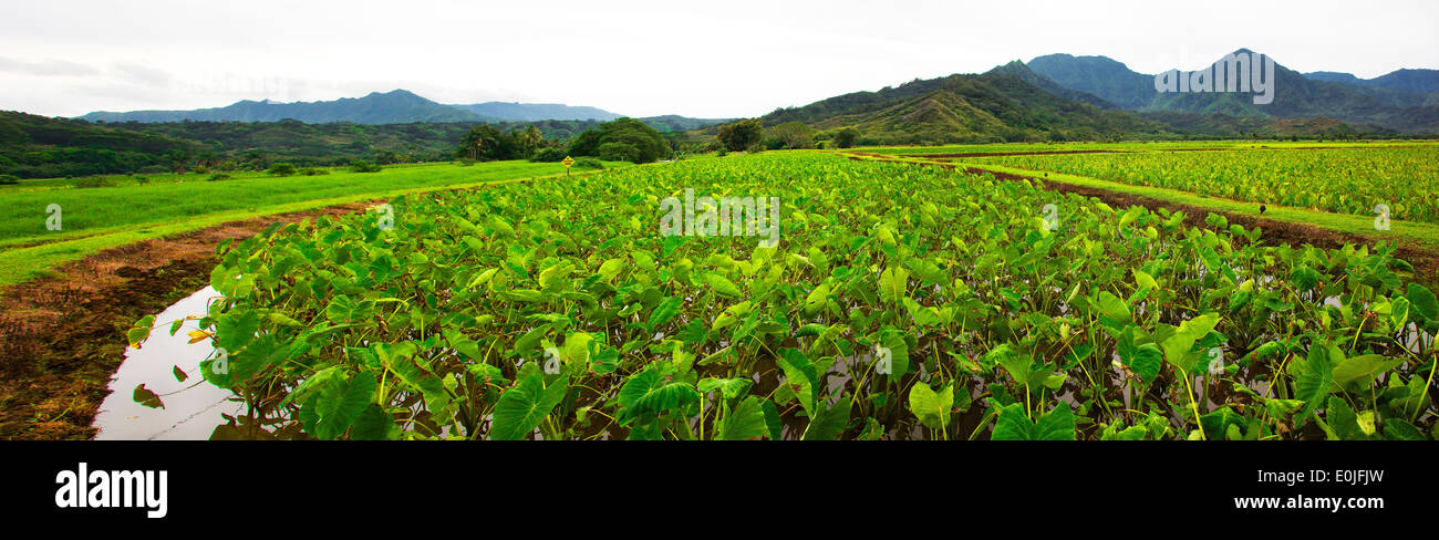 Taro fields in hanalei valley hi-res stock photography and images - Alamy