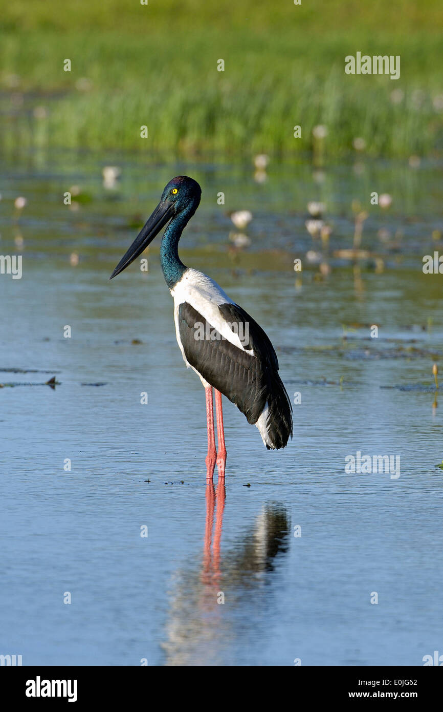 Schwarznackenstroch, Jabiru, Ephippiorhynchus asiaticus, Kakadua NP ...