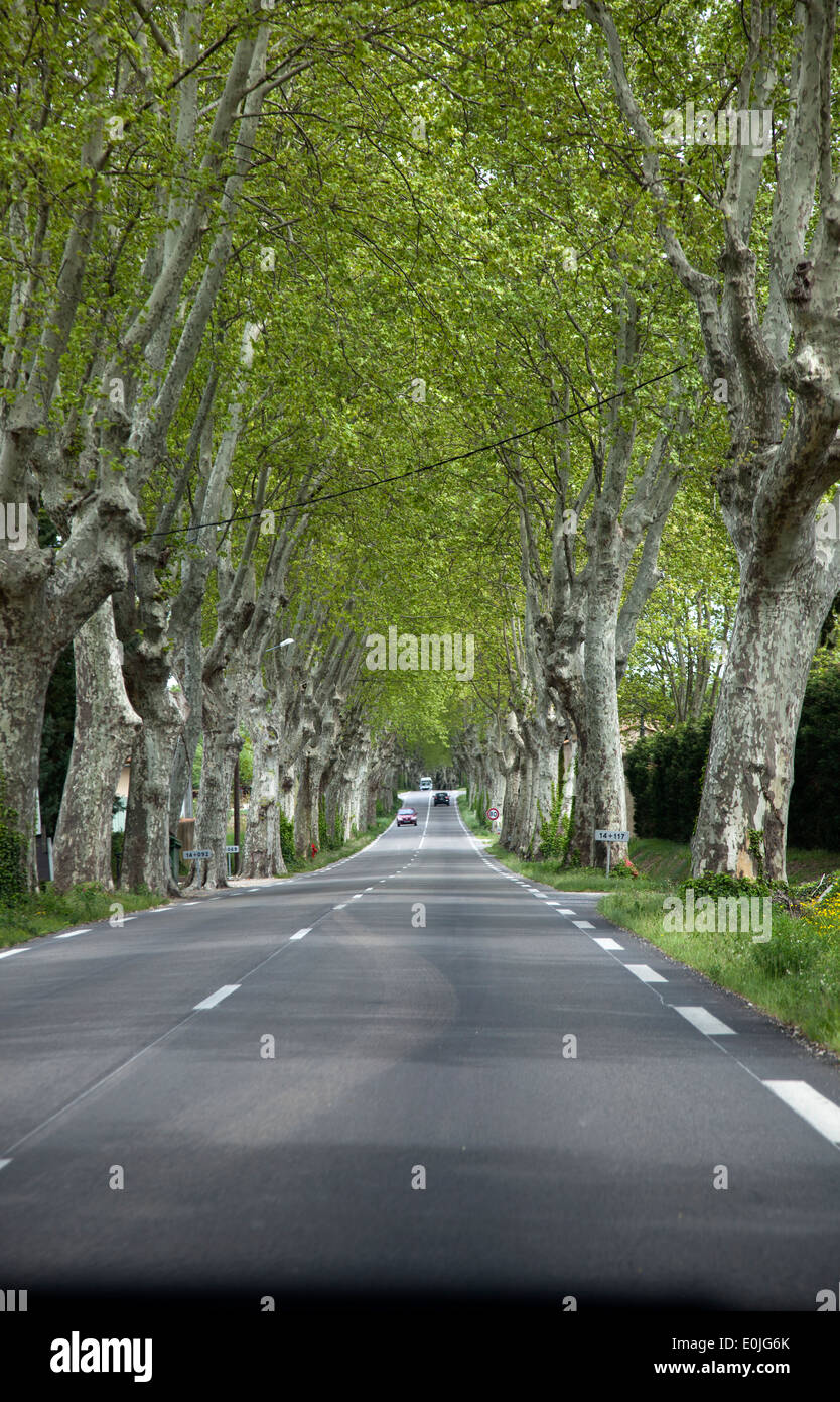 Treelined street outside of St. Remy, France Stock Photo - Alamy