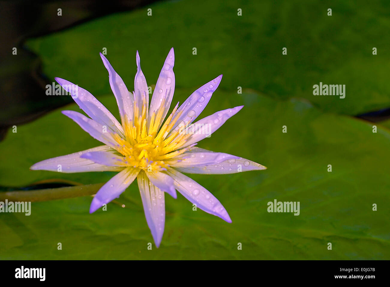 Lotusblume - Nymphaea mexicana Stock Photo - Alamy