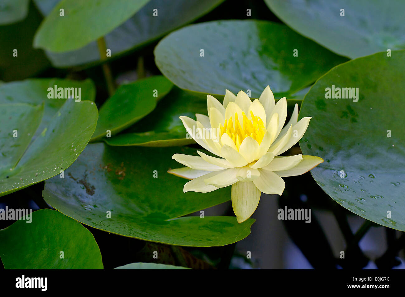 Lotusblume High Resolution Stock Photography and Images - Alamy