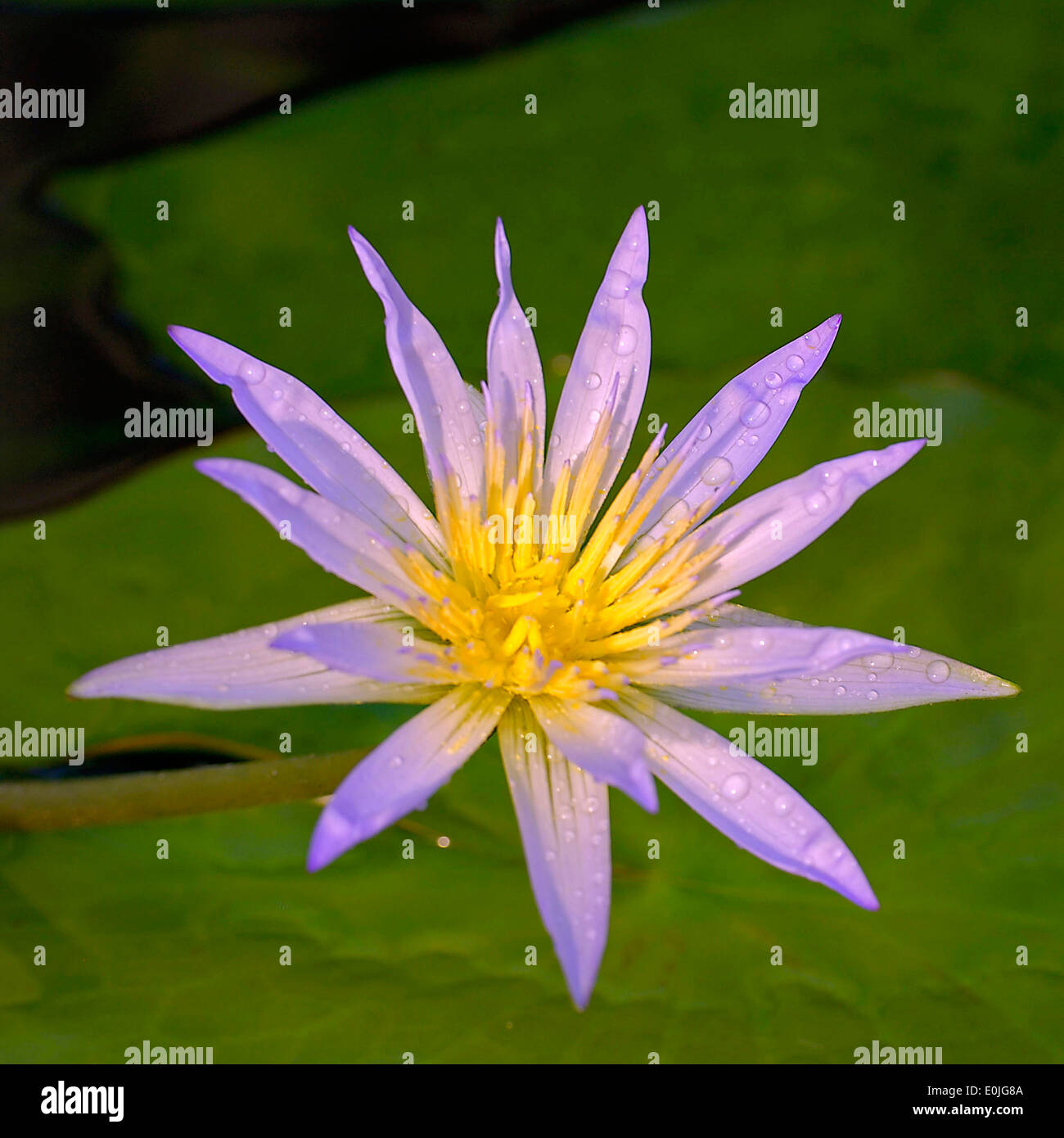 Lotusblume High Resolution Stock Photography and Images - Alamy
