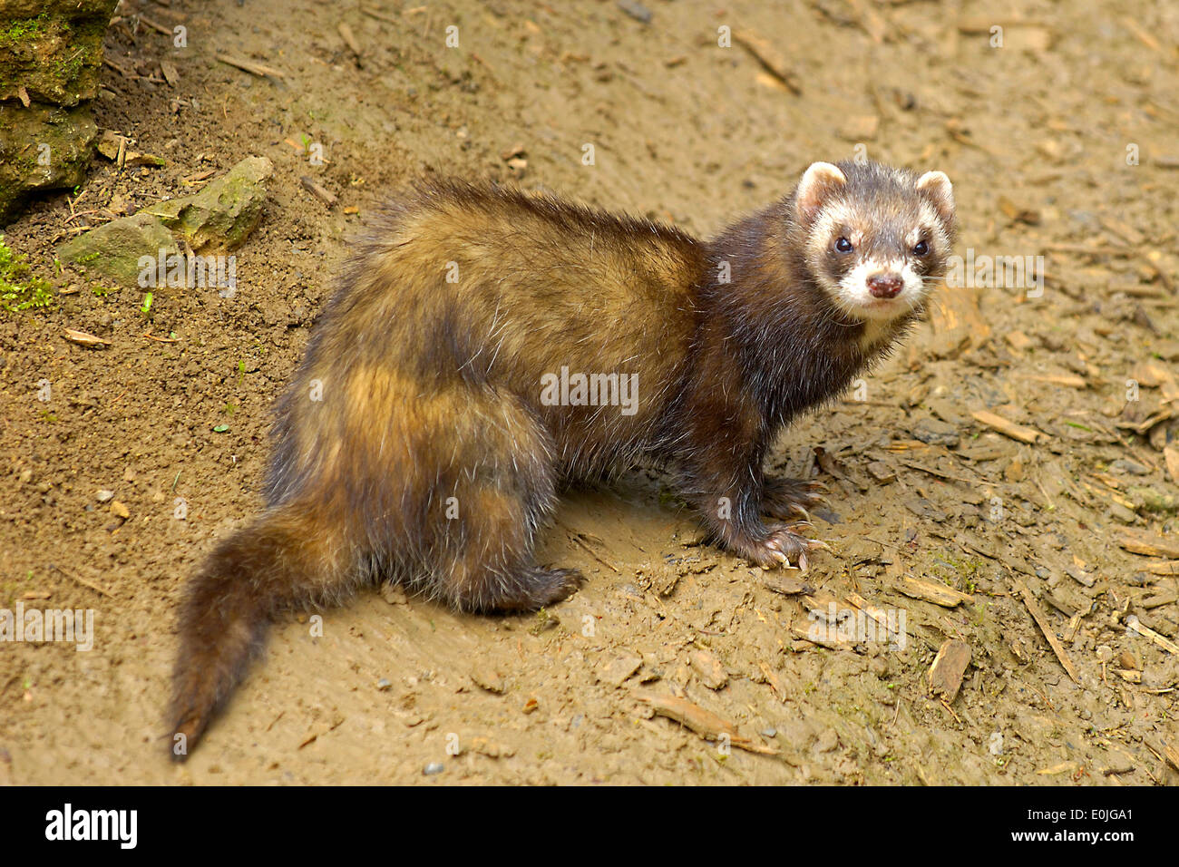 Frettchen hi-res stock photography and images - Alamy