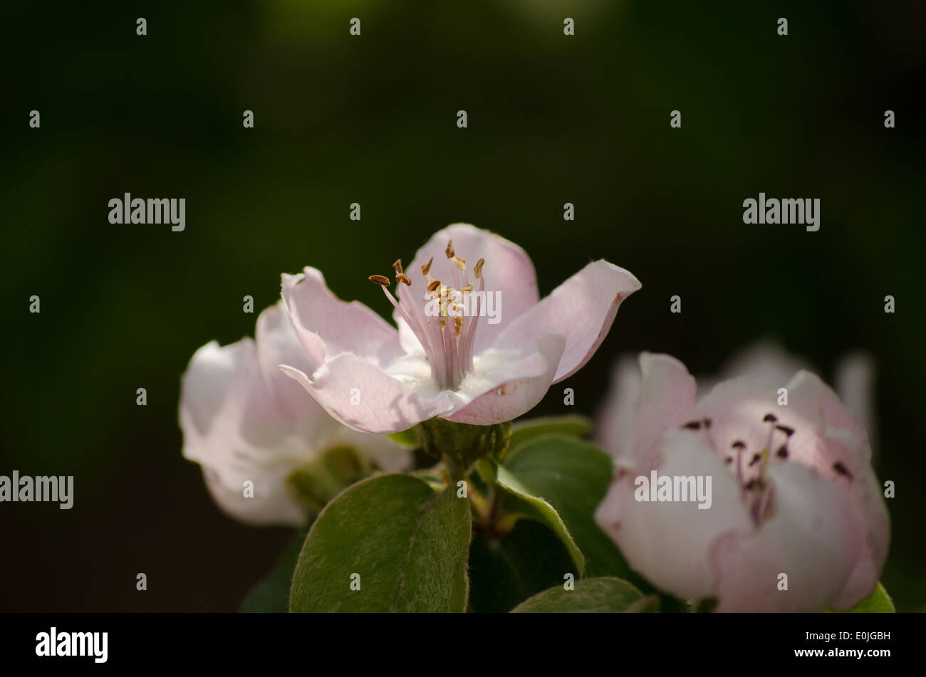 White pollen hi-res stock photography and images - Alamy