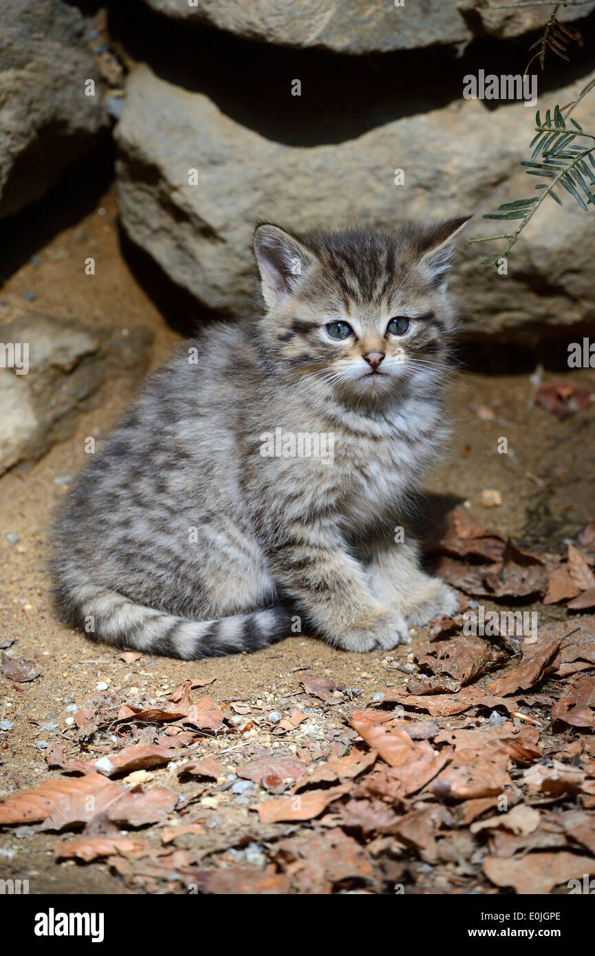 Baby Andean Mountain Cat