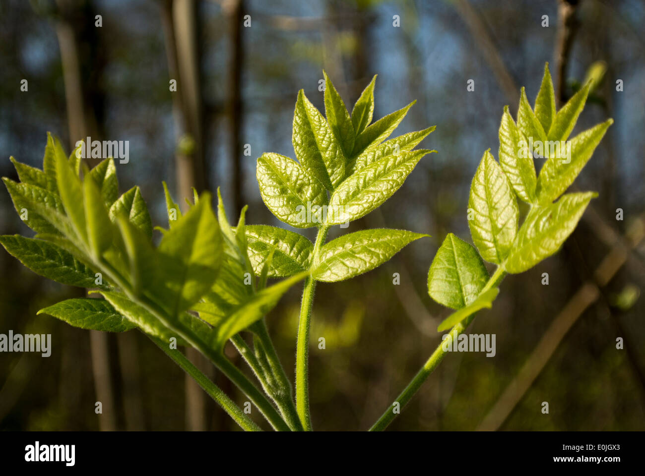New leafs hi-res stock photography and images - Alamy