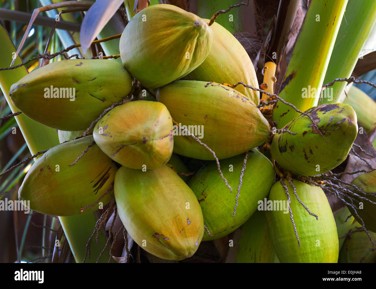 Coconut bunch in tree Hawaii Stock Photo - Alamy