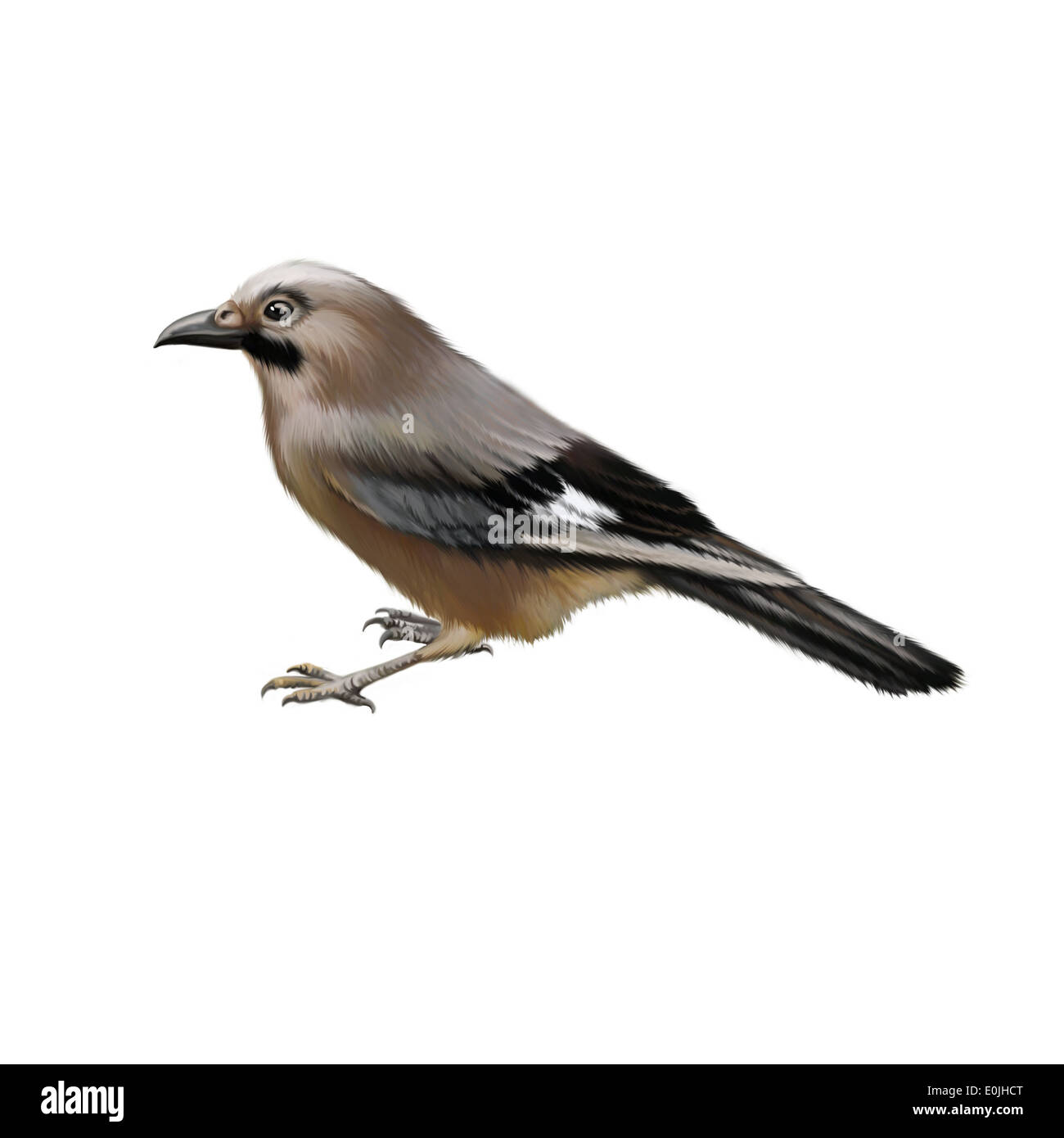 Bird sideview illustartion isolated on white background Stock Photo - Alamy