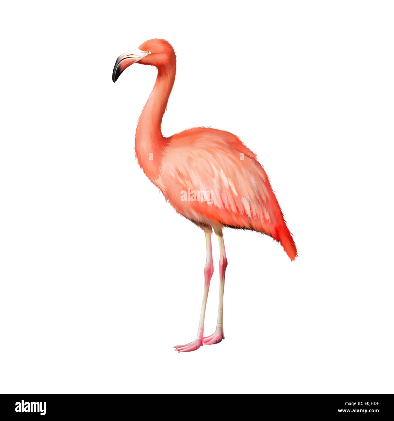 flamingo isolated on white background Stock Photo - Alamy
