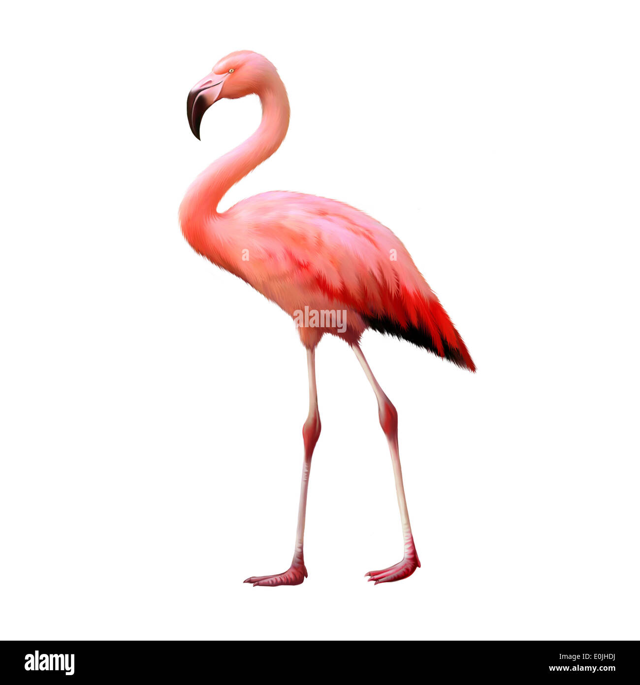 flamingo isolated on white background Stock Photo - Alamy