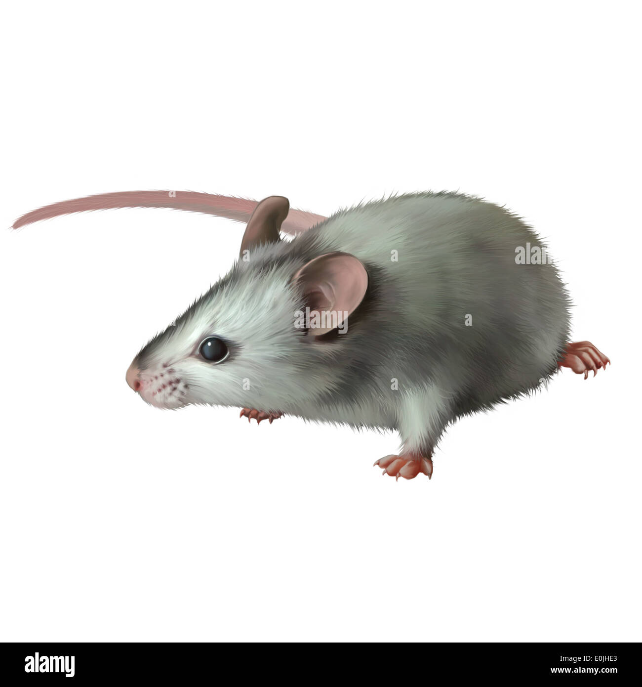 Cute gray mouse isolated on white background Stock Photo - Alamy