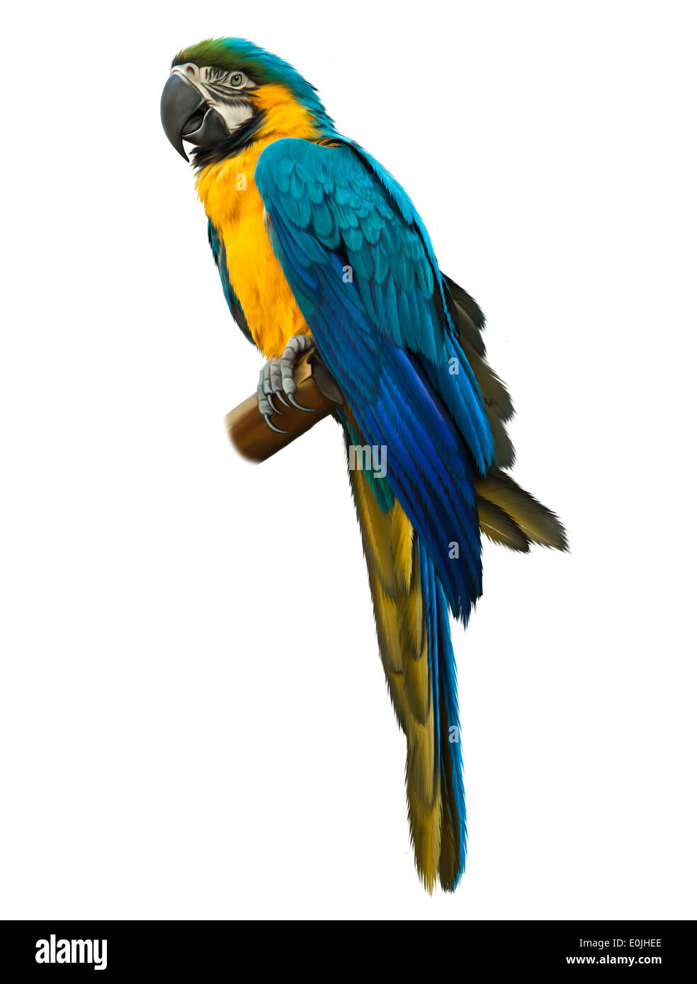 Feet parrots Cut Out Stock Images & Pictures - Alamy