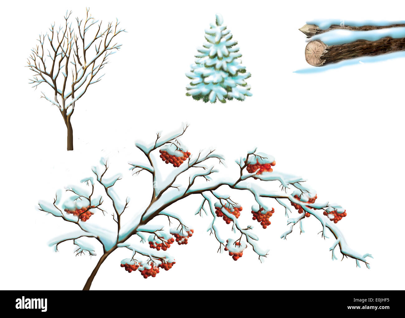 Winter Trees - Isolated on White background Stock Photo - Alamy