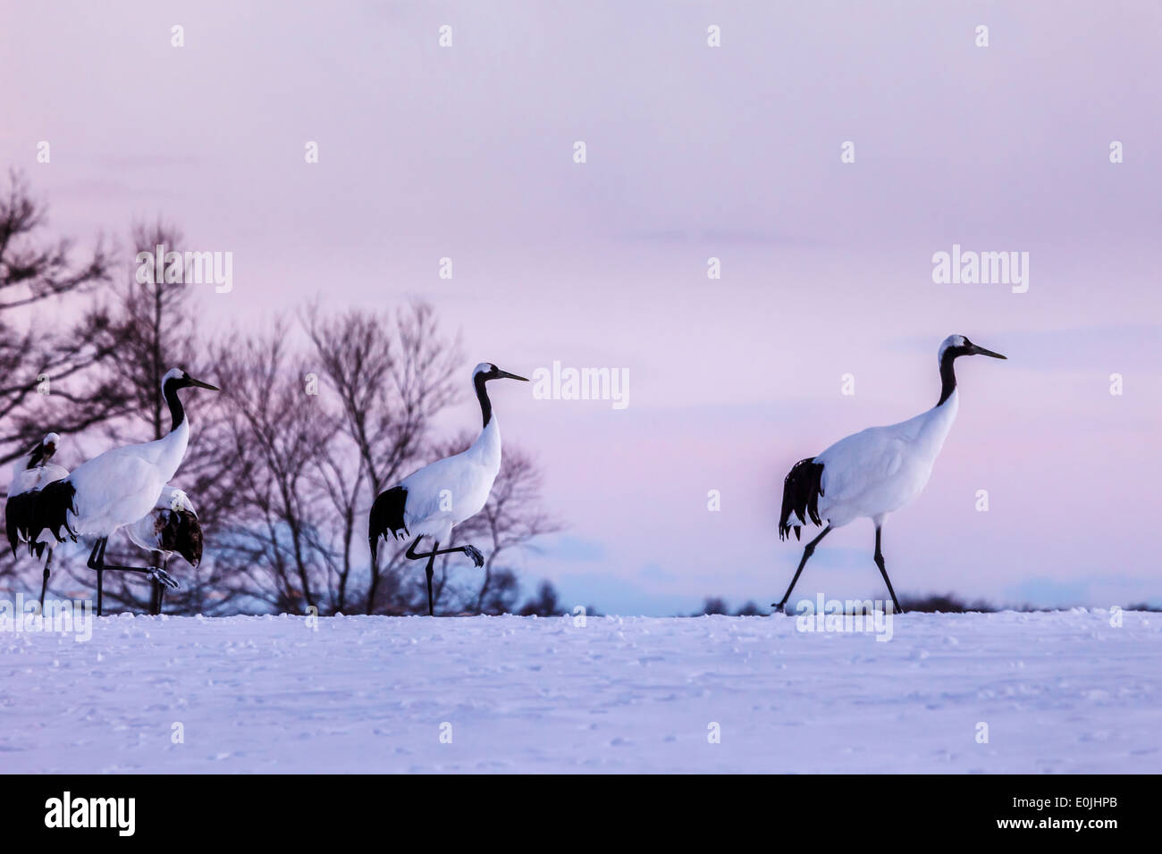 Red crowned cranes Stock Photo - Alamy
