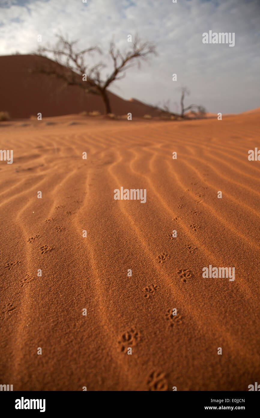 Animal track in desert sand hi-res stock photography and images - Alamy