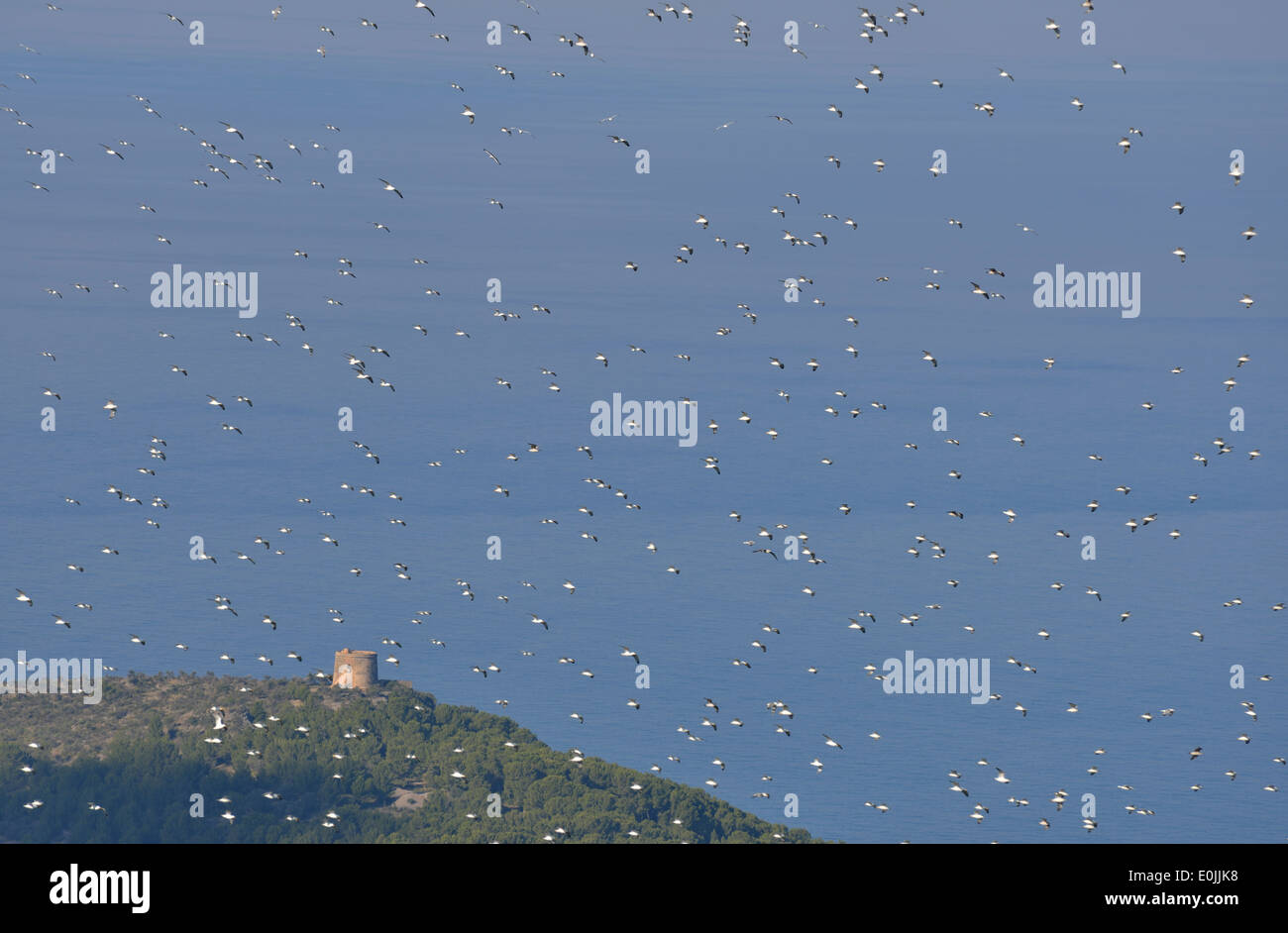 Majorca wildlife hi-res stock photography and images - Alamy