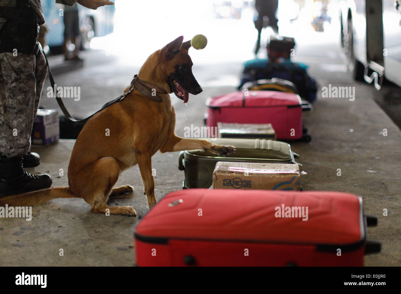 Rio De Janeiro, Brazil. 14th May, 2014. A sniffer dog of the Battalion ...