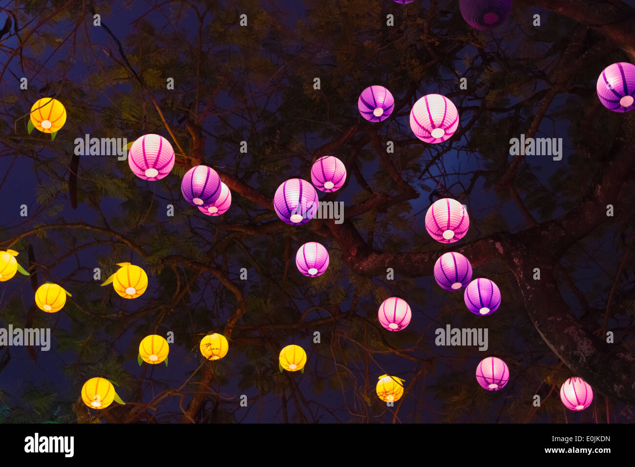 Chinese lantern tree hi-res stock photography and images - Alamy