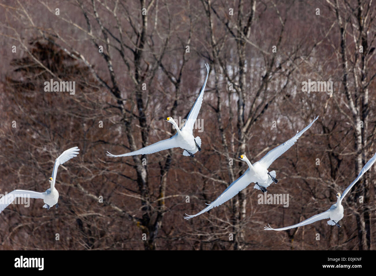 Cranes in Flight Stock Photo - Alamy