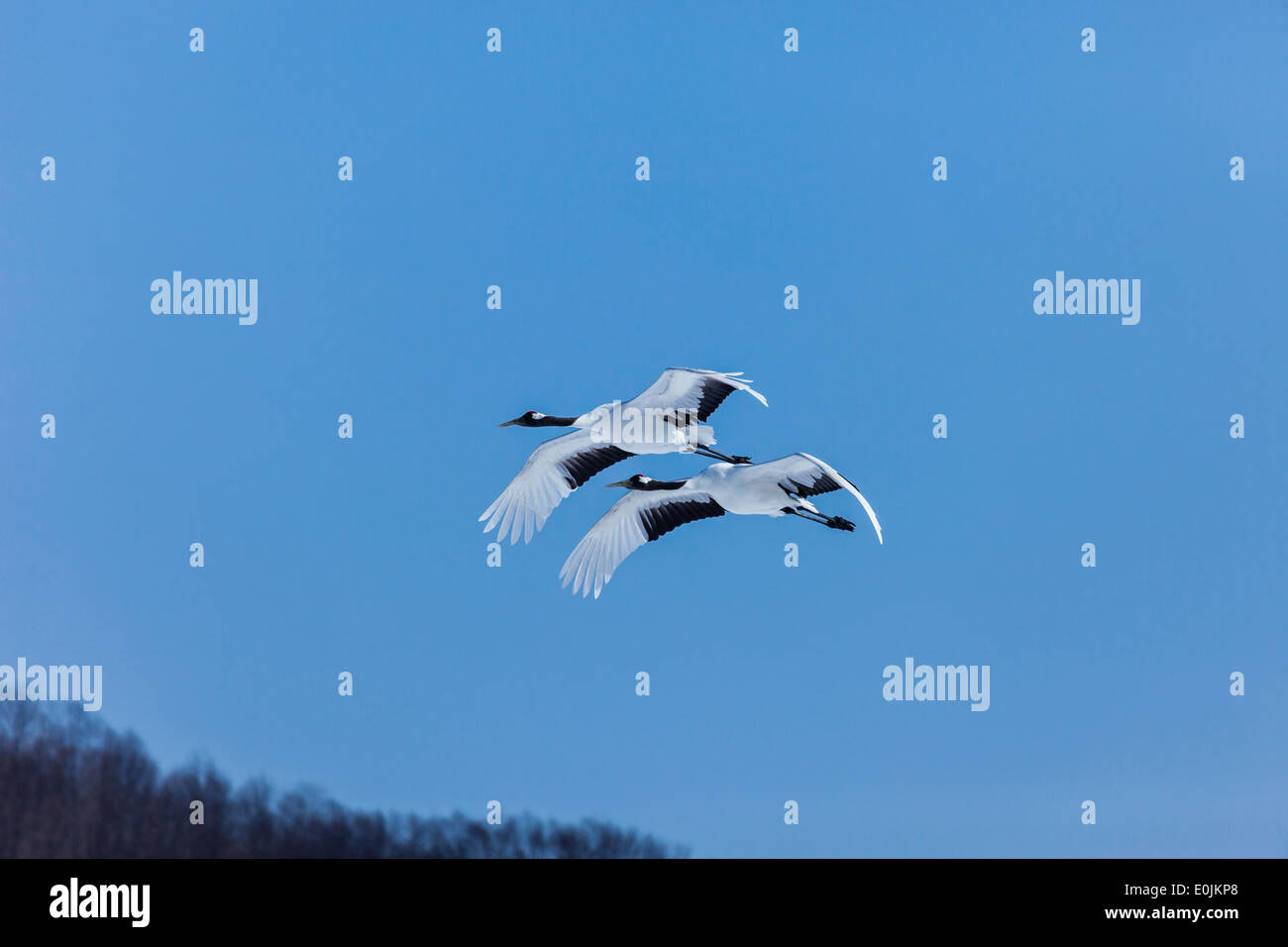 Cranes in flight hi-res stock photography and images - Alamy