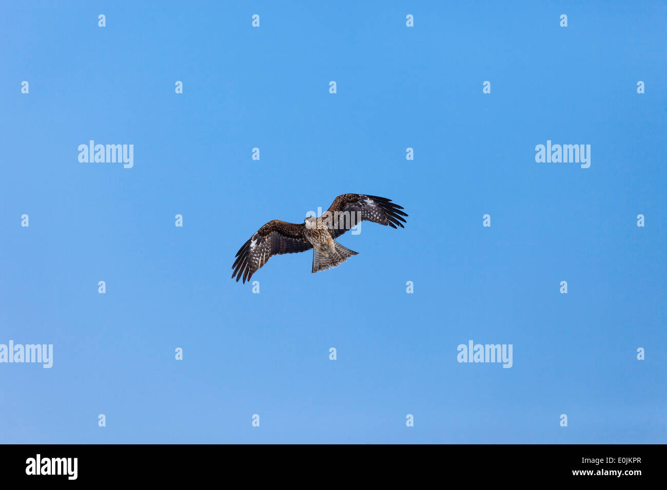 Eagle in Flight Stock Photo - Alamy