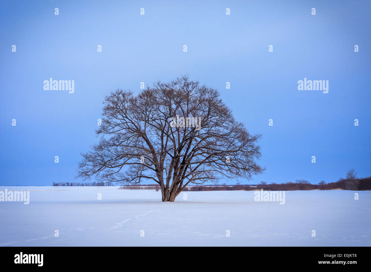 Japanese elm tree hi-res stock photography and images - Alamy