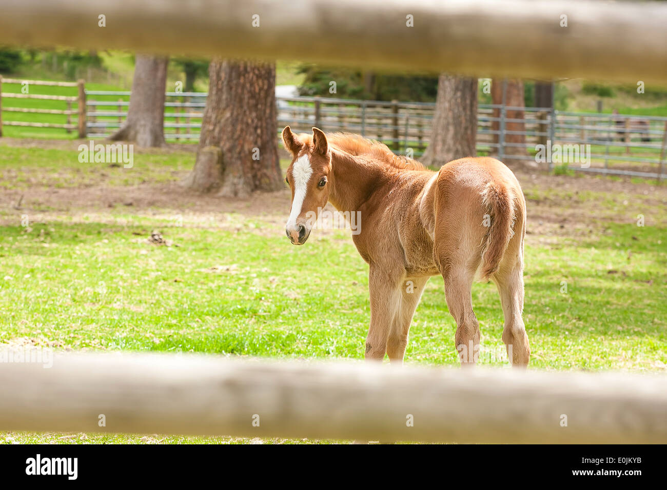 Equine colt hi-res stock photography and images - Alamy