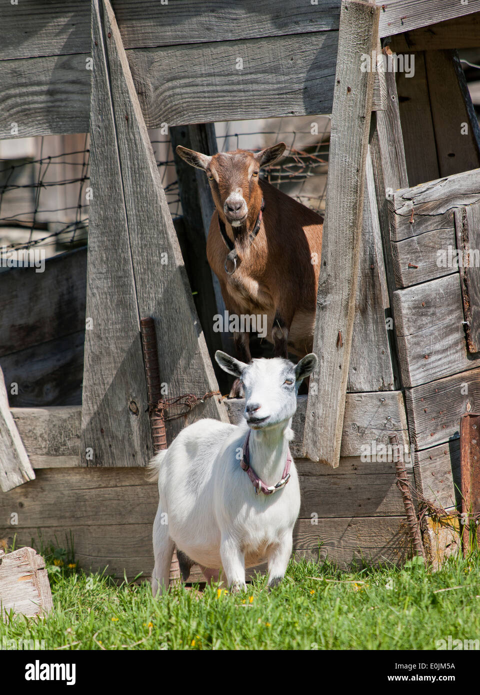 Adorable rural hi-res stock photography and images - Alamy