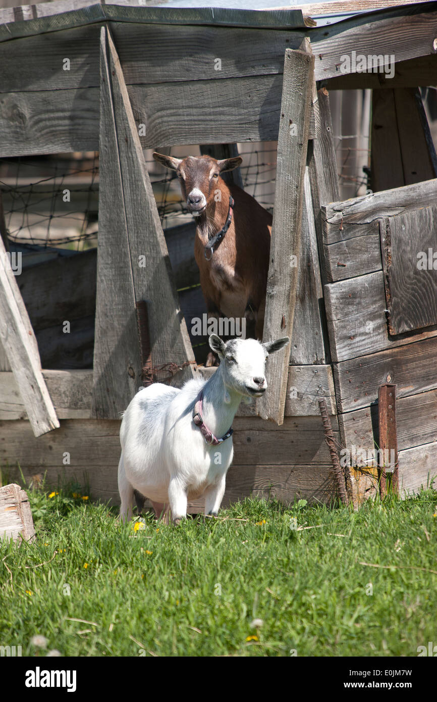 Boer goats hi-res stock photography and images - Alamy
