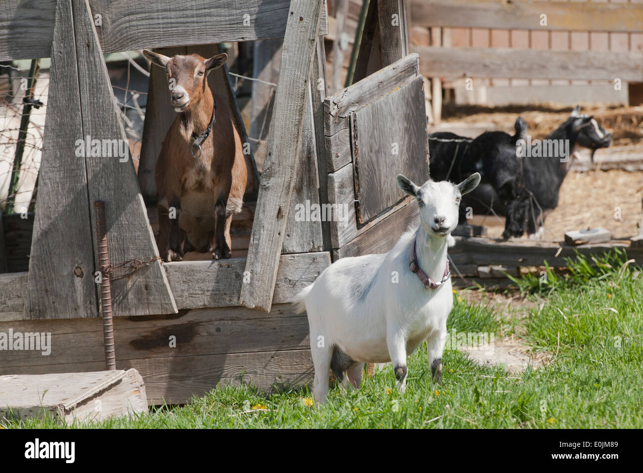 Two goats posing Stock Photo - Alamy