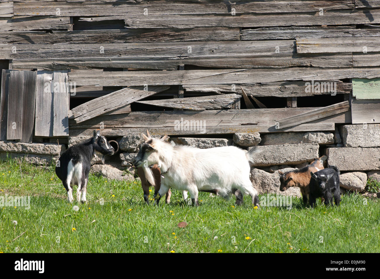 One goat in the way Stock Photo - Alamy