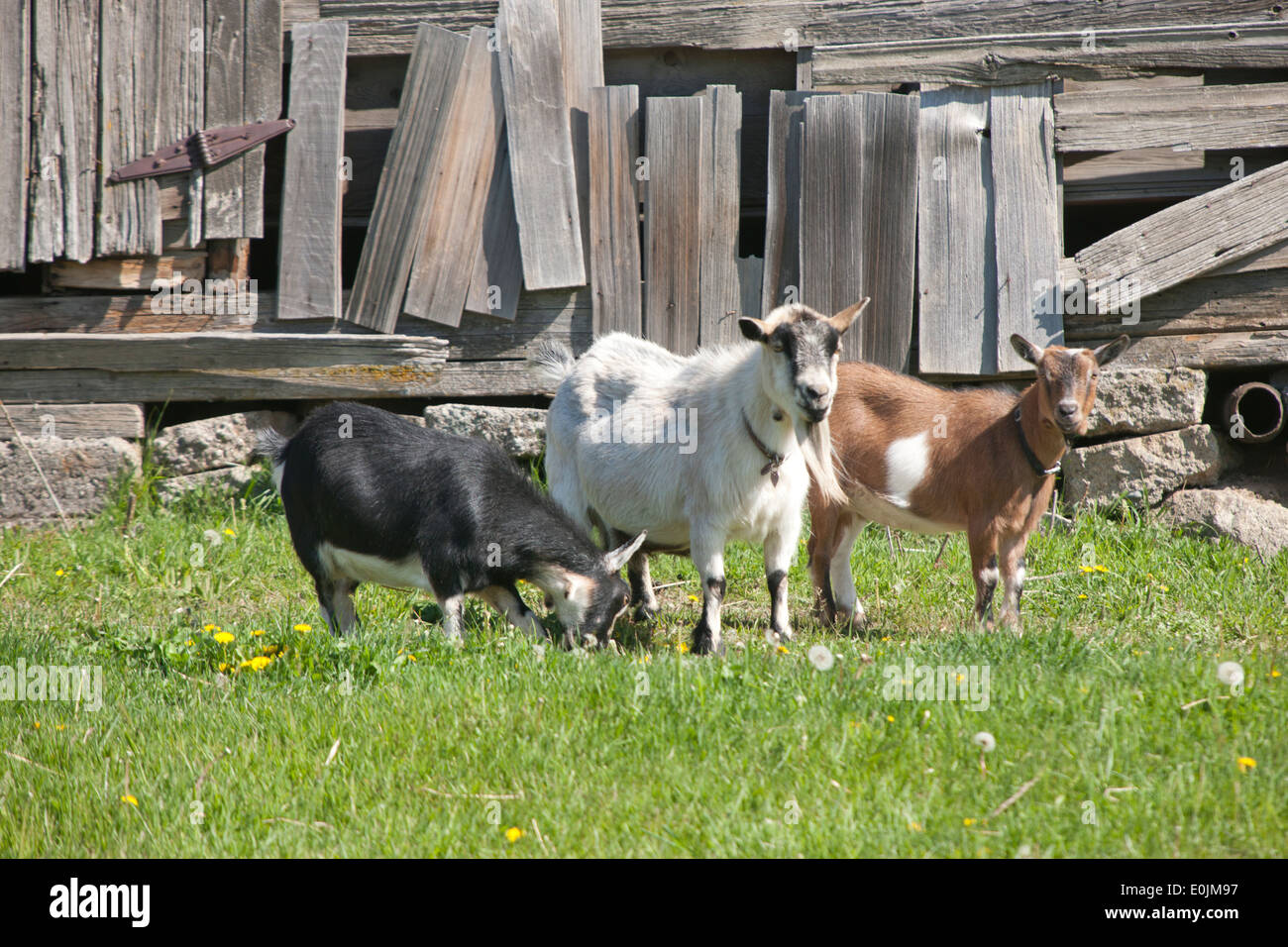 Three old goats Stock Photo - Alamy