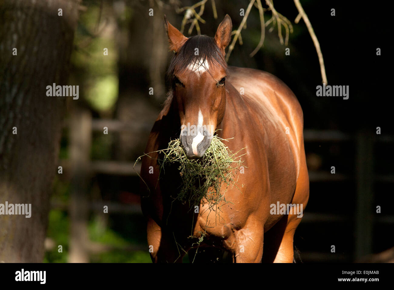 Portrait of horse eating Stock Photo - Alamy