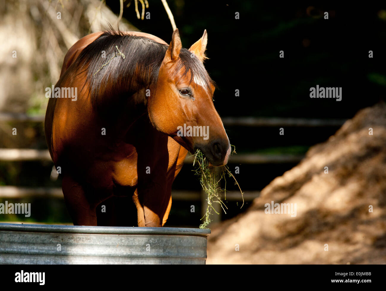 Horse trough eating hi-res stock photography and images - Alamy