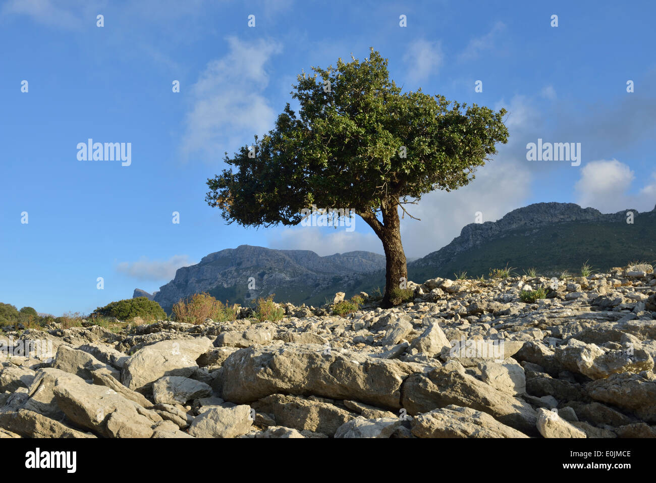 Single tree, Serra de Tramuntana mountain range, Majorca, Spain Stock ...