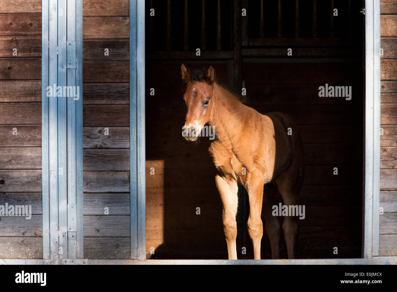 Colt building hi-res stock photography and images - Alamy