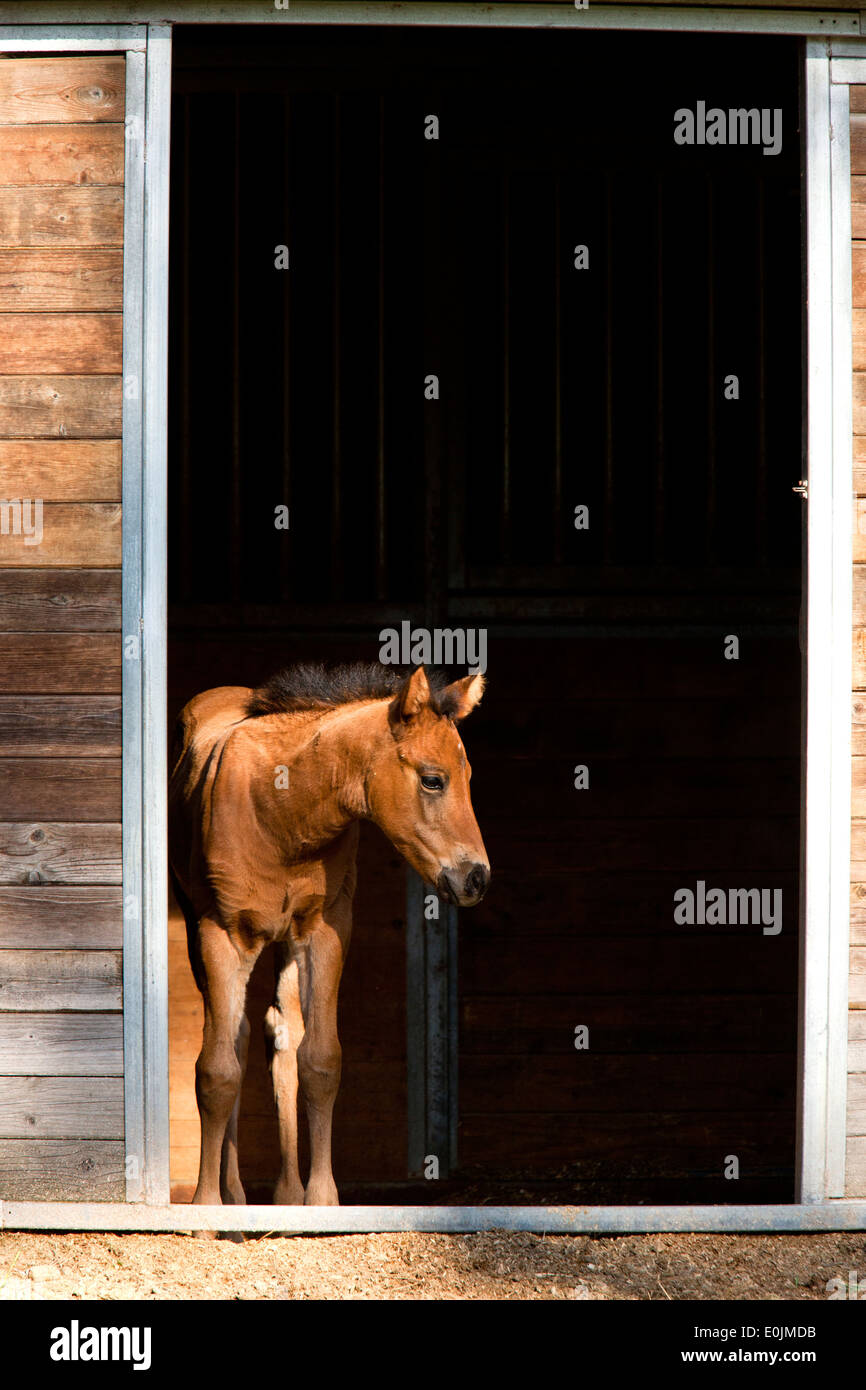 Colt building hi-res stock photography and images - Alamy