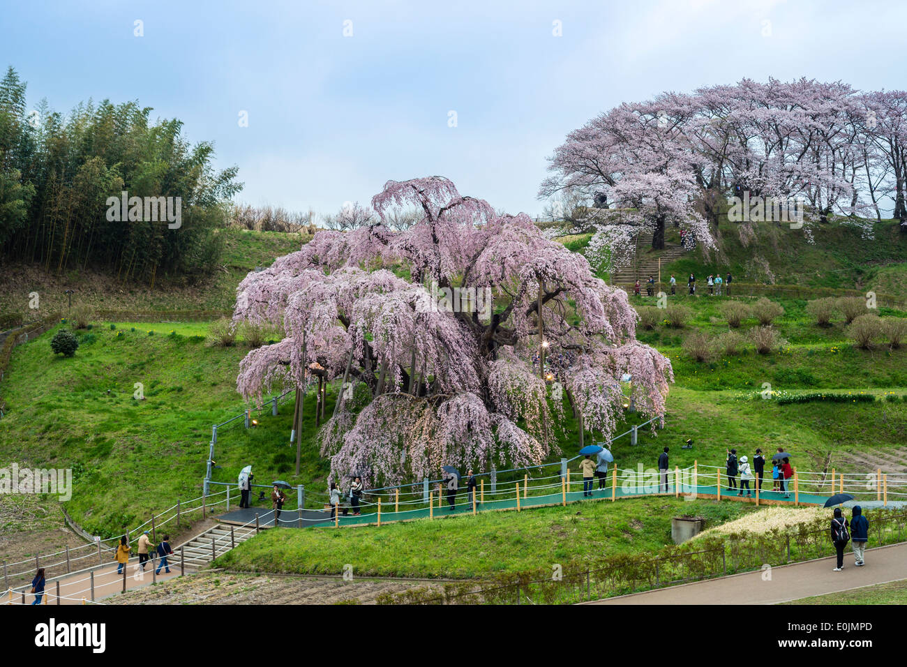 Miharu Takizakura in Fukushima, Japan Stock Photo - Alamy