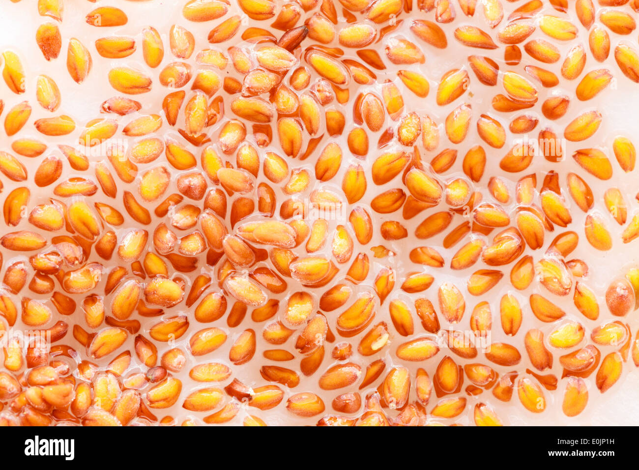 Nature. Closeup of cress seeds planted to grow on wet cotton as ...