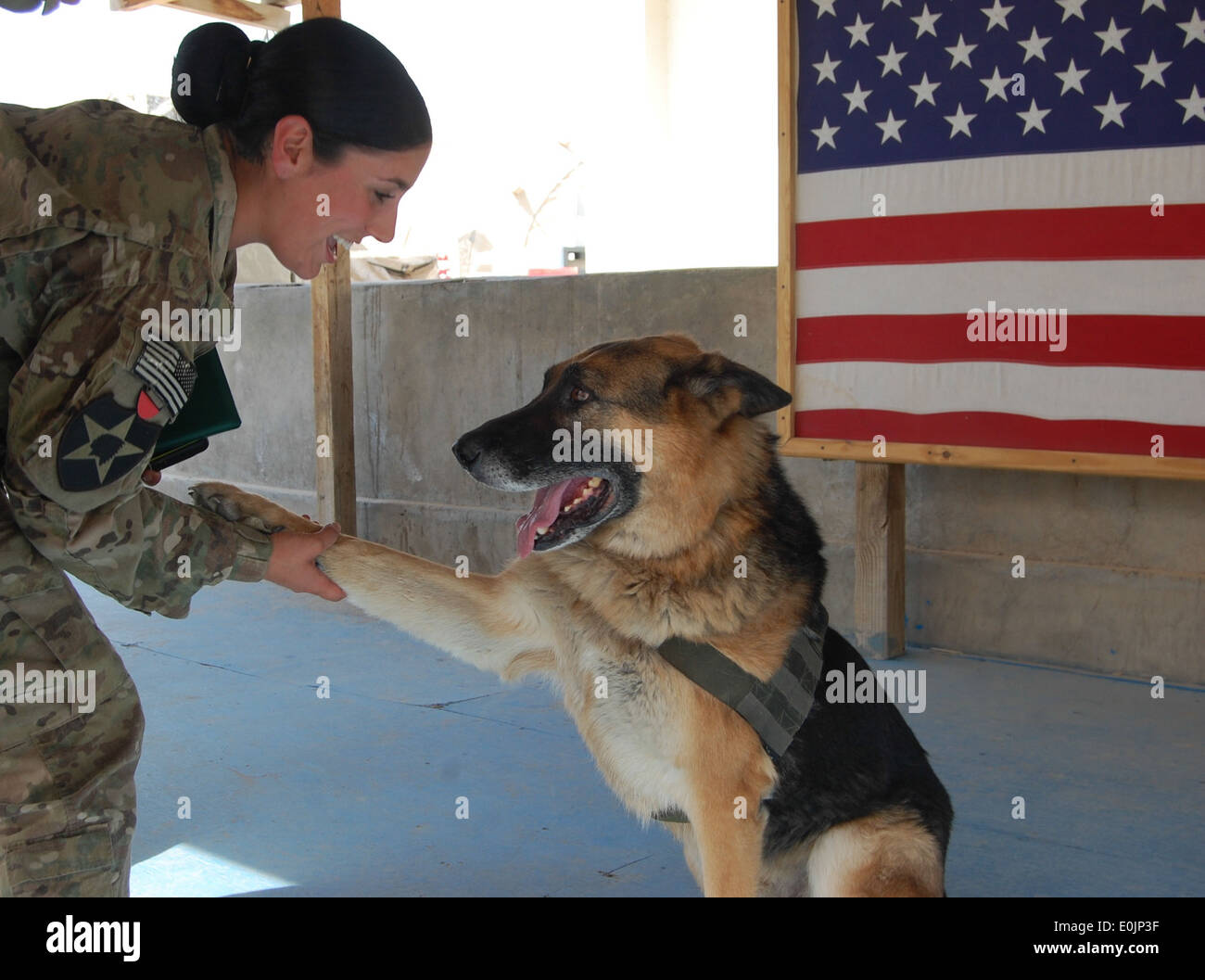 Perro morgan hi-res stock photography and images - Alamy