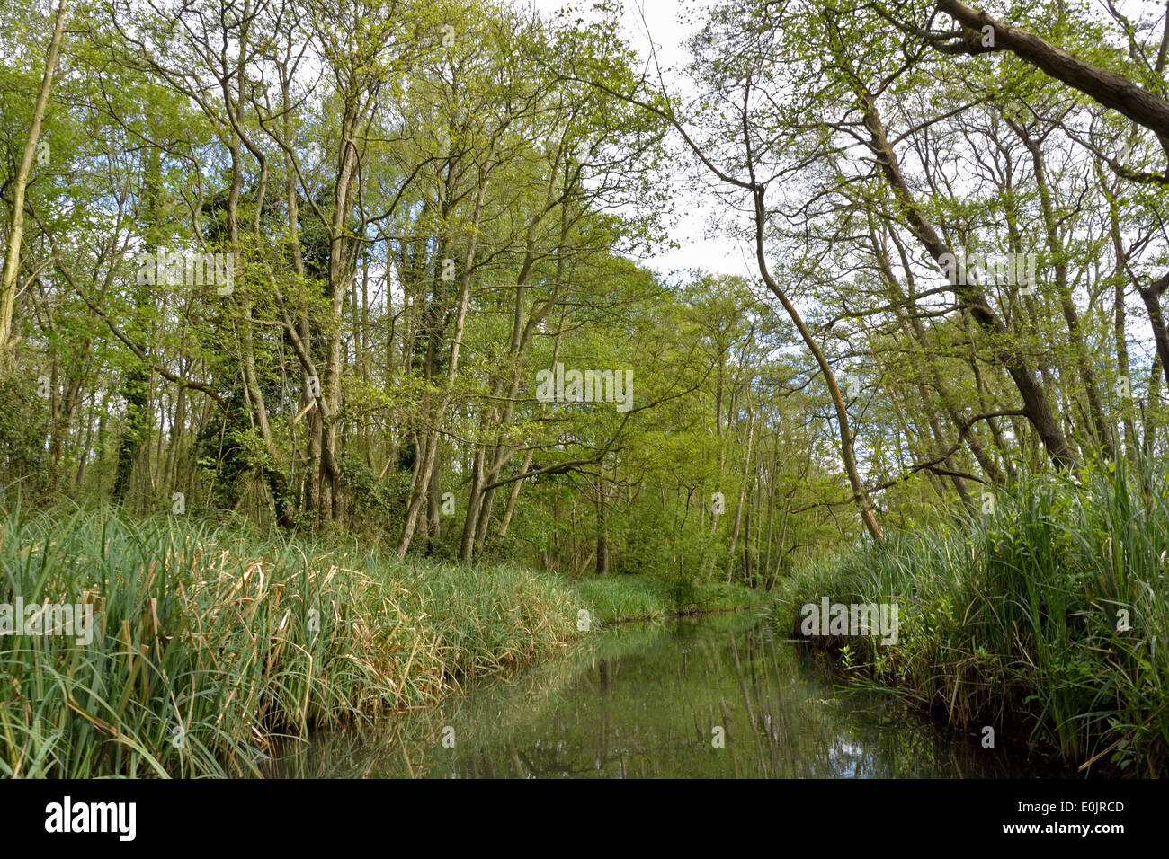 North Walsham and Dilham Canal near Wayford Bridge, Norfolk, Broads ...