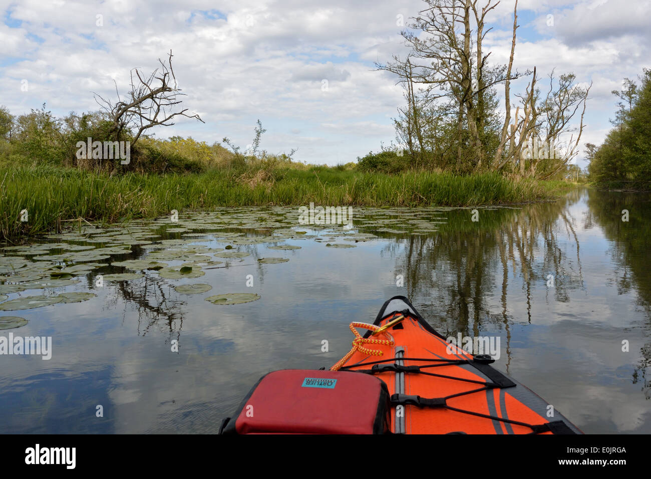 Lily pads on the North Walsham and Dilham Canal near Wayford Bridge ...