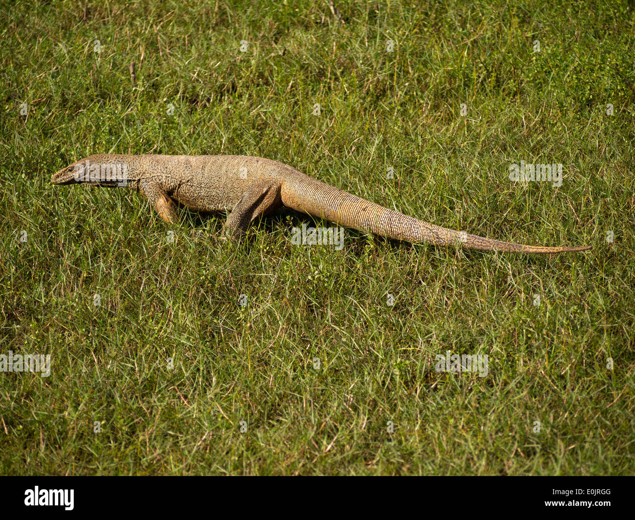 Young waran in a national park in Asia Stock Photo - Alamy