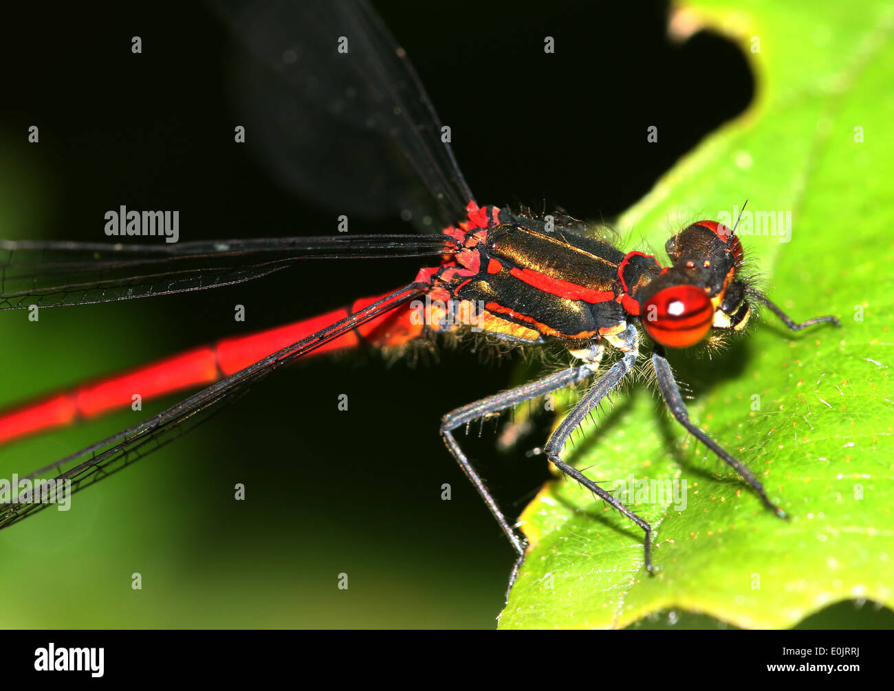 Large red male damselflies hi-res stock photography and images - Alamy