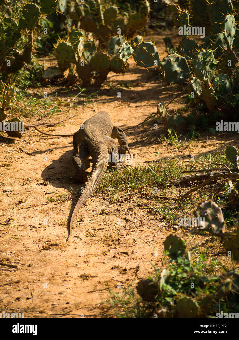 Varan india hi-res stock photography and images - Alamy