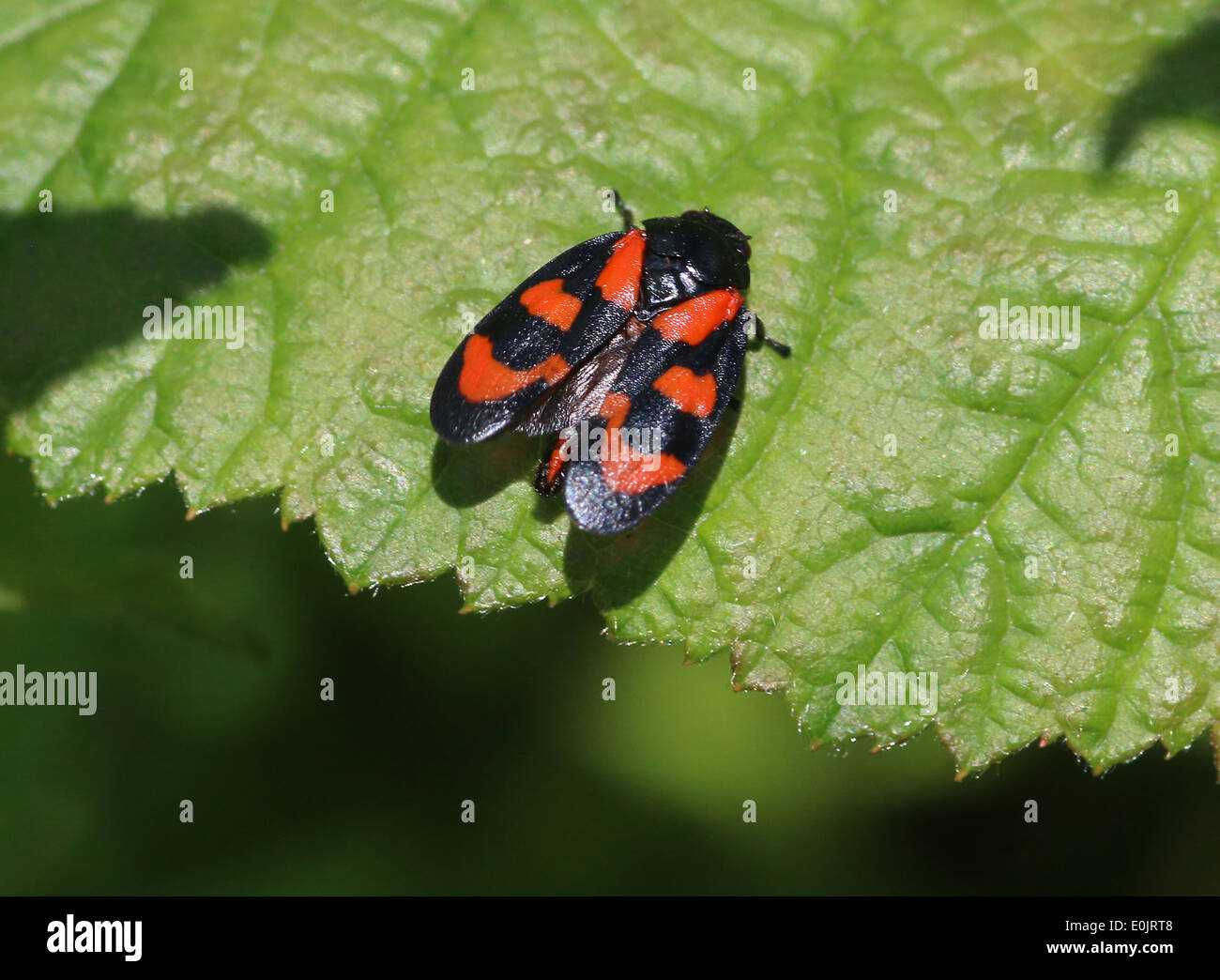 Close-up of the tiny black-and-red froghopper or spittlebug (Cercopis ...