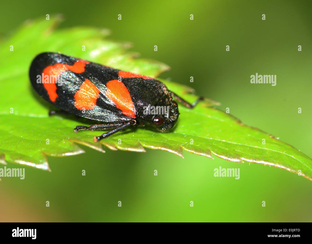 Close-up of the tiny black-and-red froghopper or spittlebug (Cercopis ...
