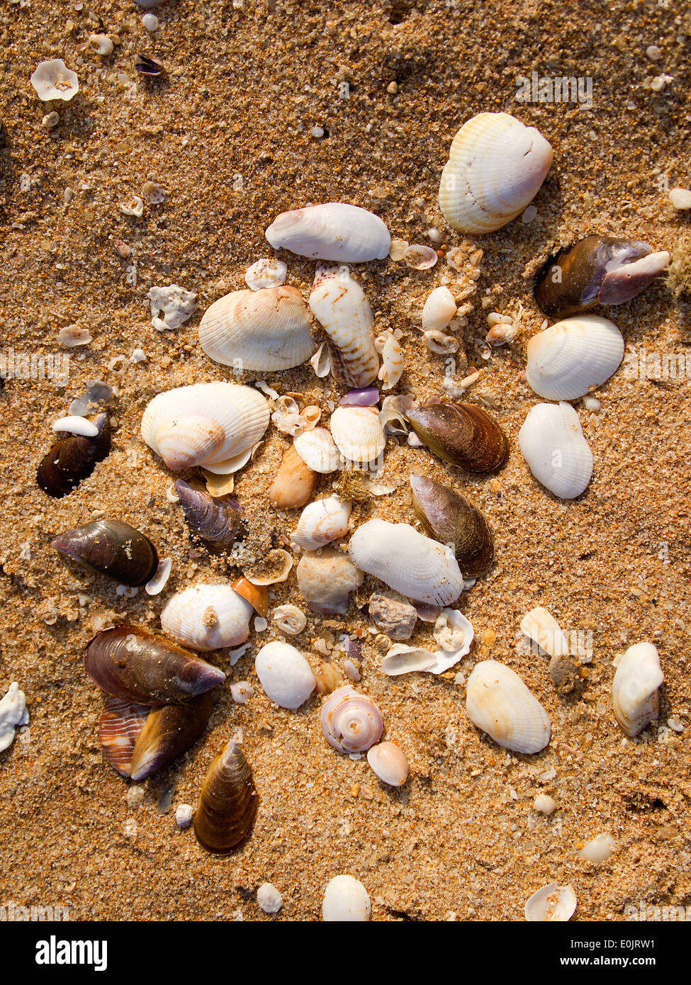 Wildlife shells hi-res stock photography and images - Alamy