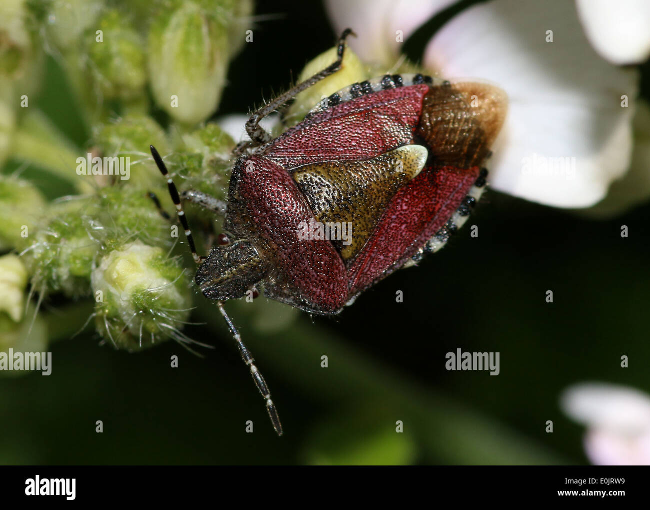 Close-up of a Sloe bug (Dolycoris baccarum Stock Photo - Alamy