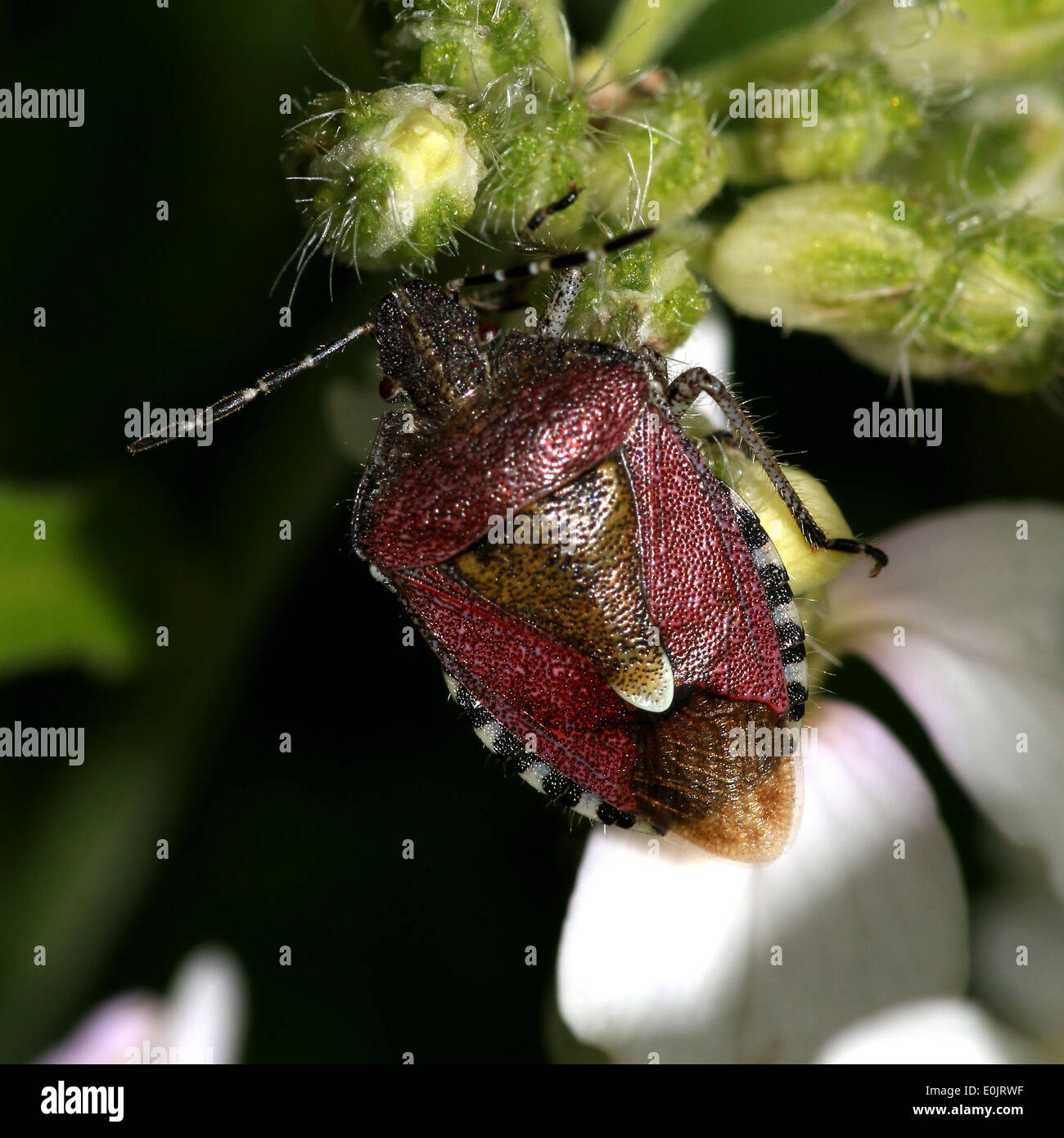 Close-up of a Sloe bug (Dolycoris baccarum Stock Photo - Alamy